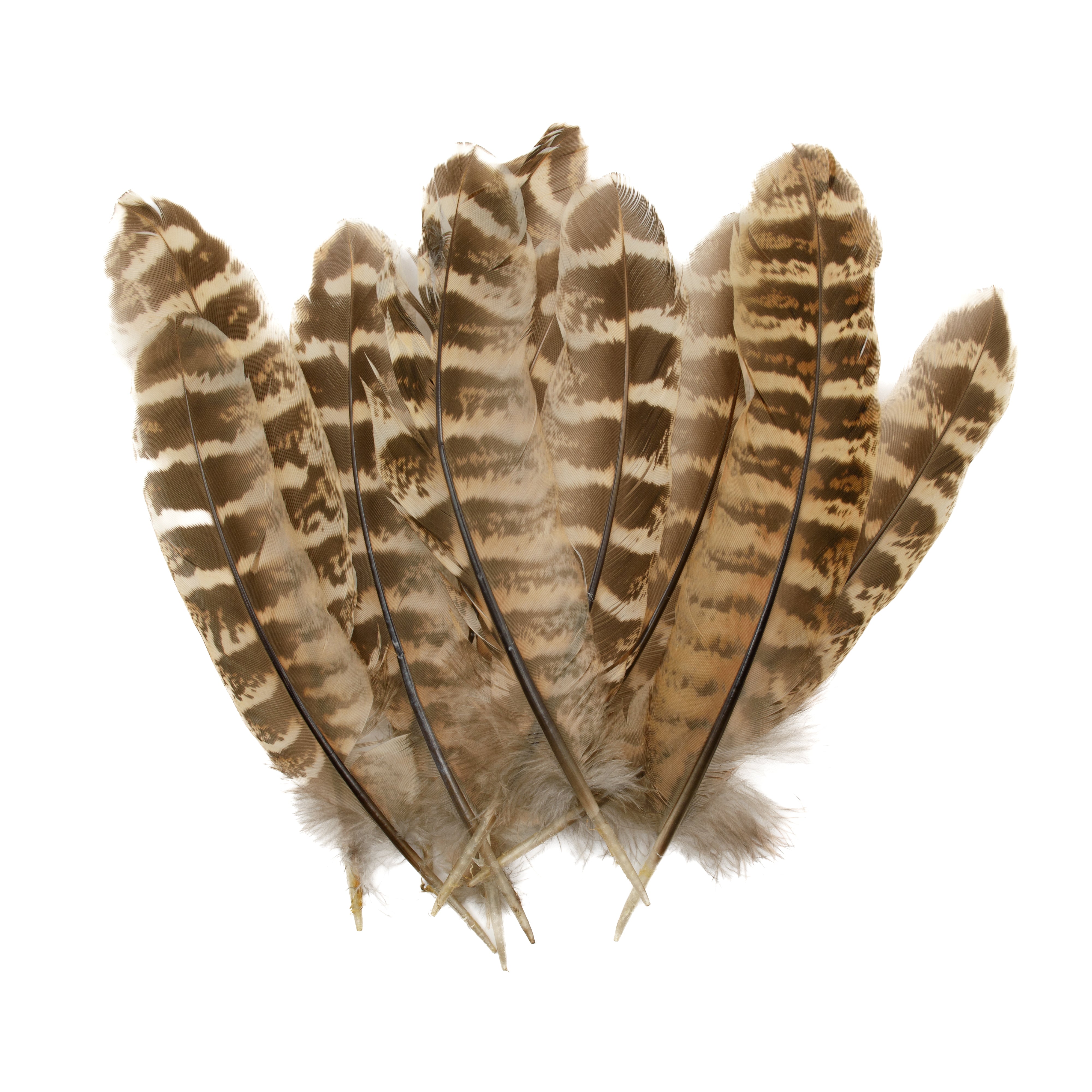 Hen Pheasant Wing Quills – Cascade Crest Tools