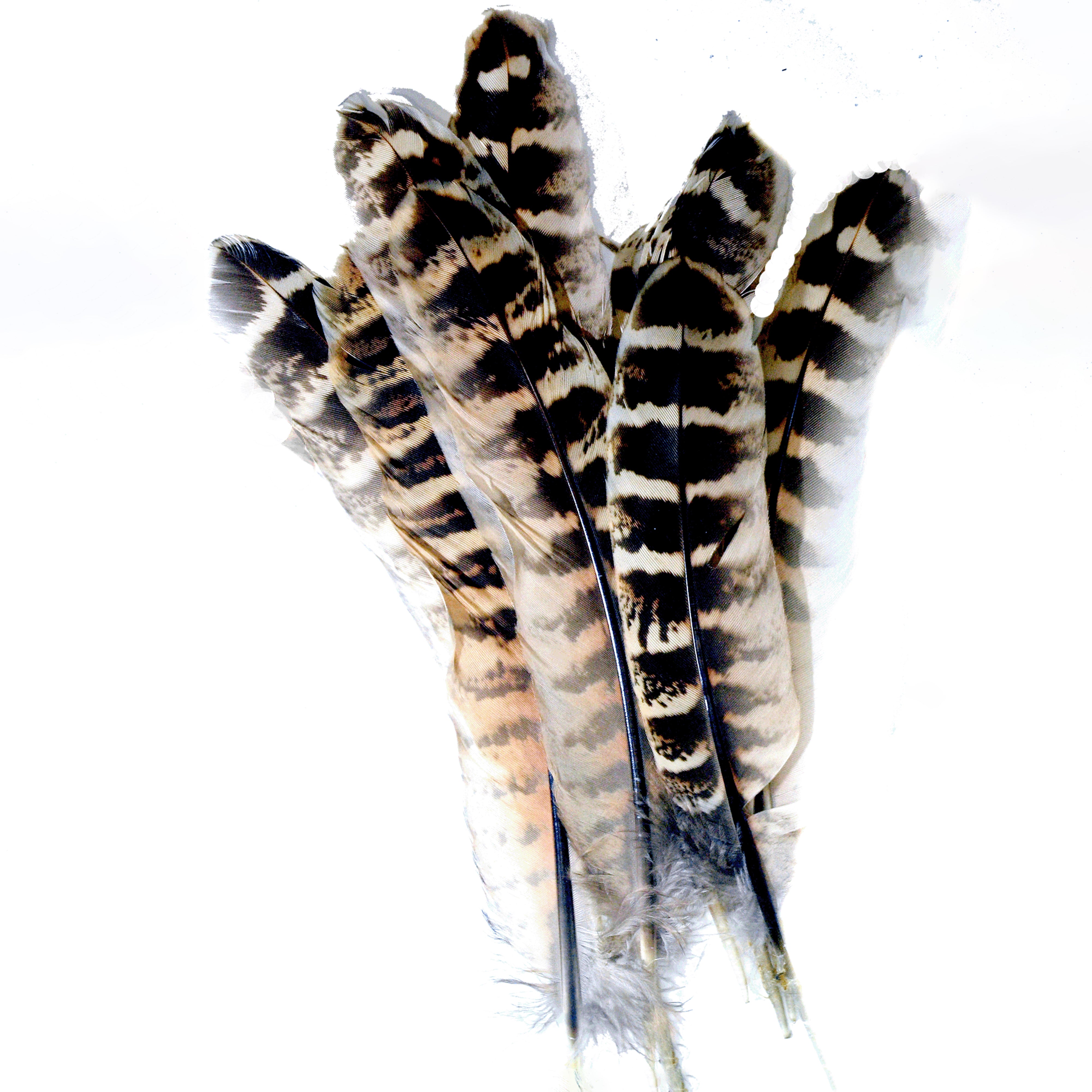 Hen Pheasant Wing Quills – Cascade Crest Tools