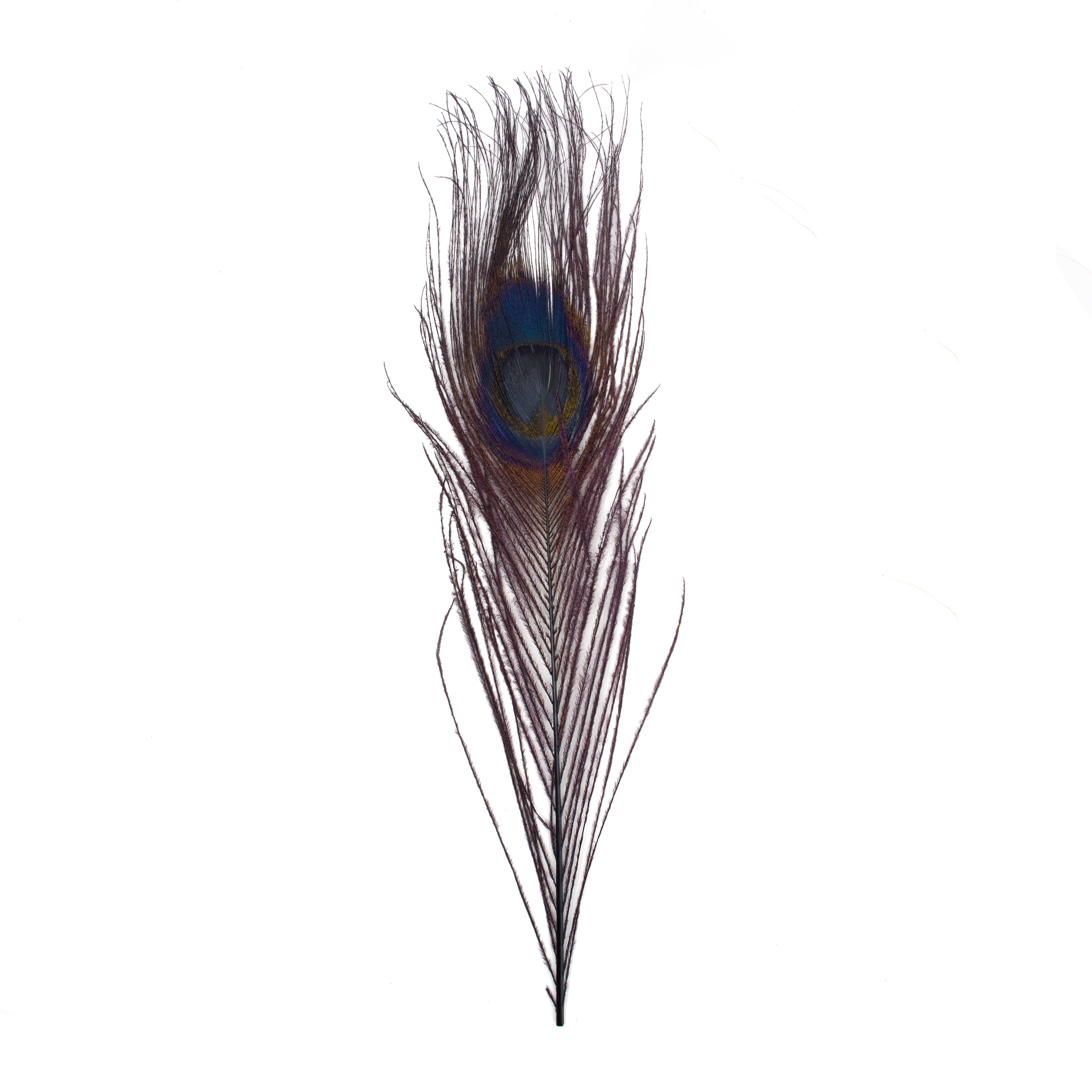 Stripped Peacock Quills | Fly Tying Materials – Cascade Crest Tools